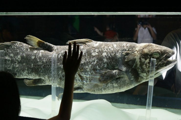Kenali Coelacanth, Ikan Purba Yang Disangka Pupus Sejak Jutaan Tahun Lalu