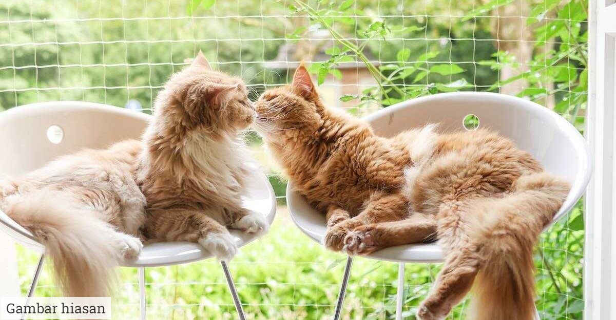 Ini Sebab Mengapa Kucing Jantan Macam Nak Mengawan Sesama Jantina