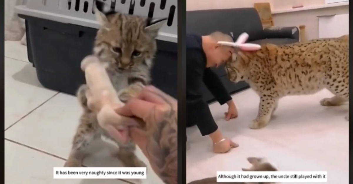 Ingatkan "Adopt" Kucing Biasa, Lelaki Tak Sangka Kucing Dibela ...