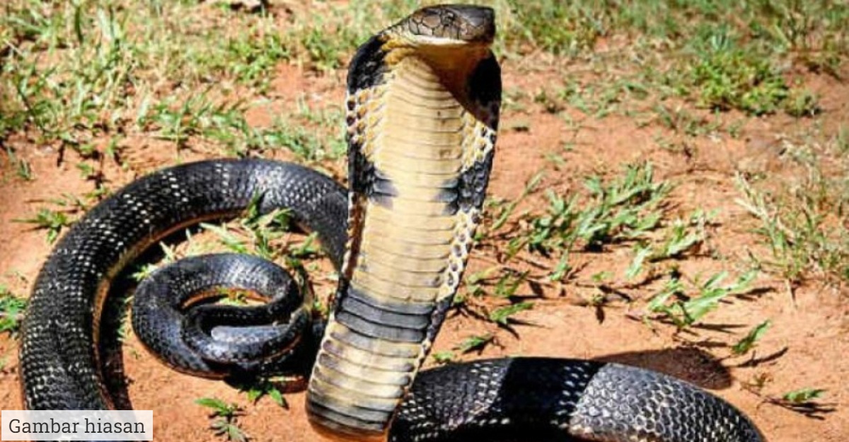 Ular Tedung Cedera Dihempap Besi Dihantar Ke Rawatan Naik Ambulans