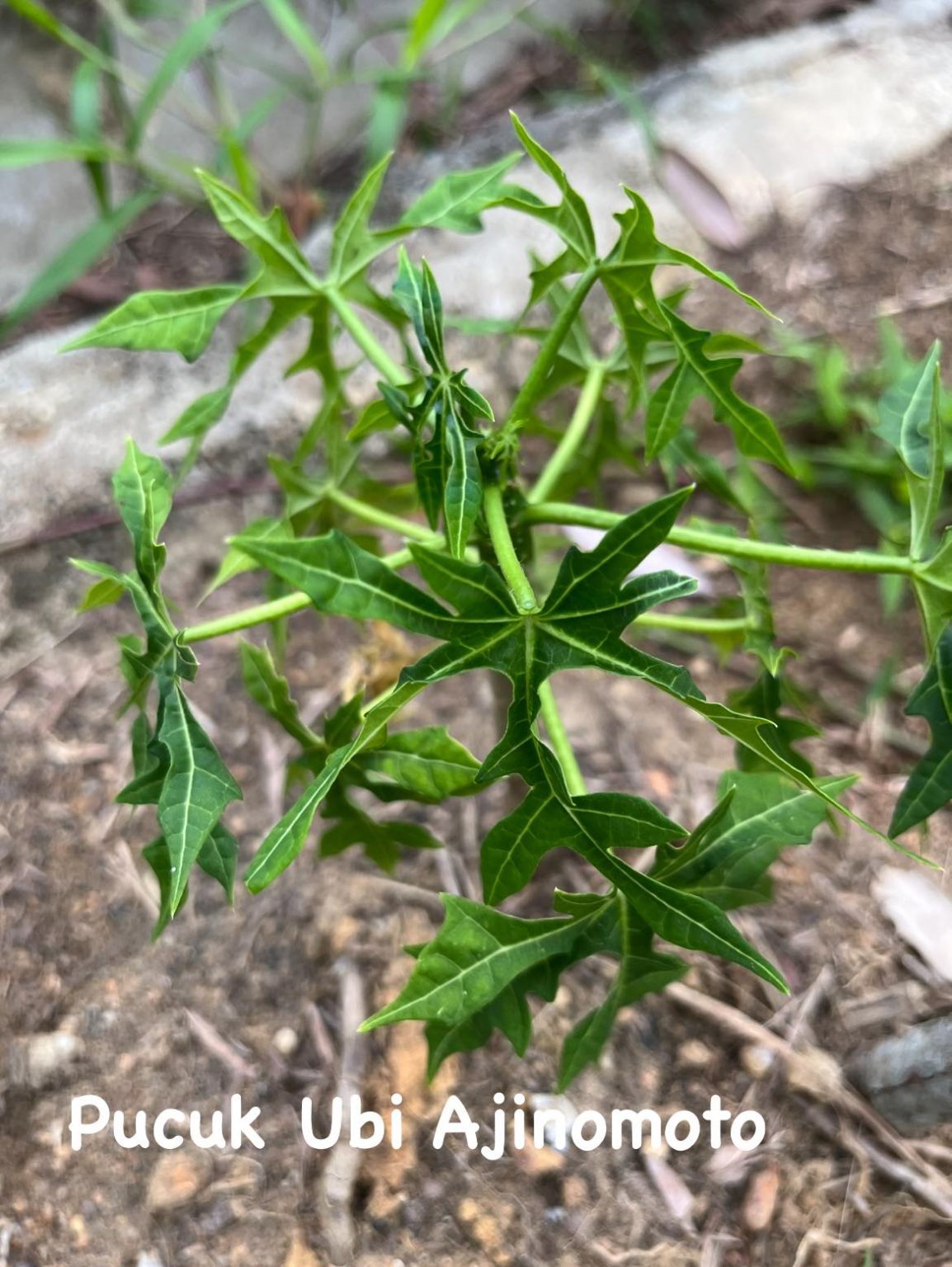 Ada Beza Rupanya, Ini Jenis-Jenis Pucuk Ubi Yang Perlu Anda Tahu