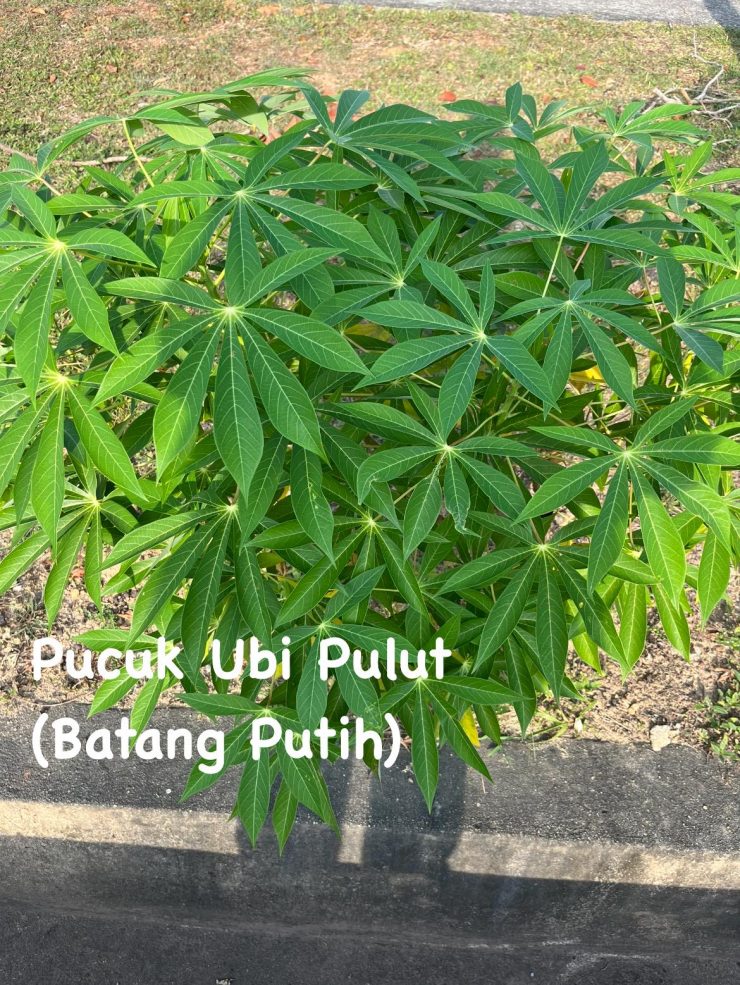 Ada Beza Rupanya, Ini Jenis-Jenis Pucuk Ubi Yang Perlu Anda Tahu