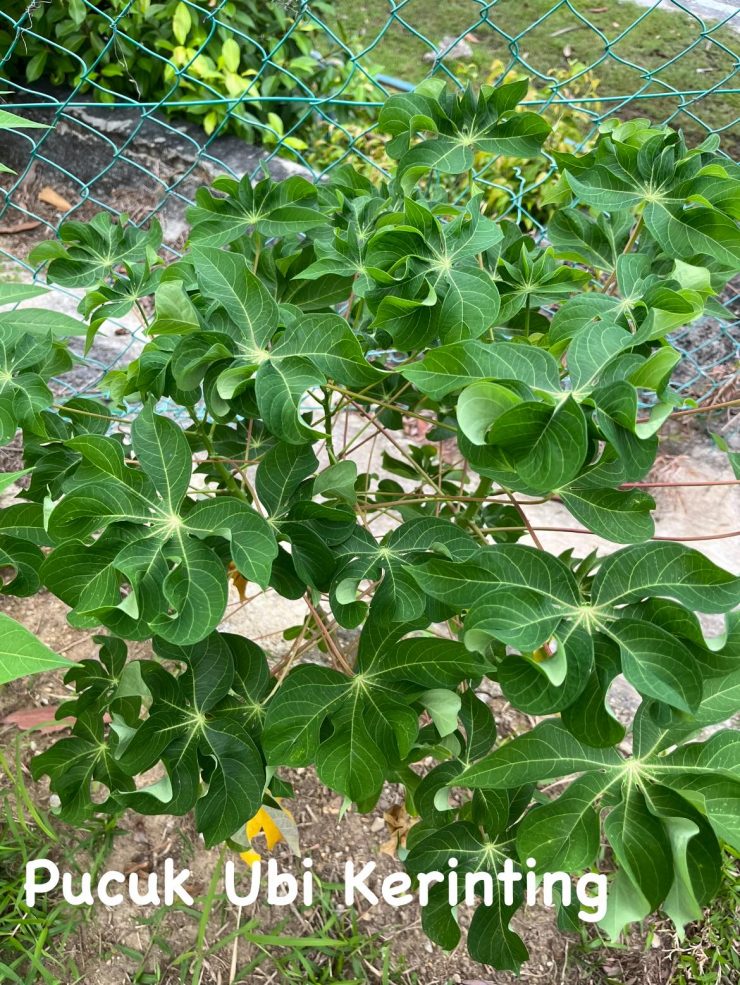 Ada Beza Rupanya, Ini Jenis-Jenis Pucuk Ubi Yang Perlu Anda Tahu