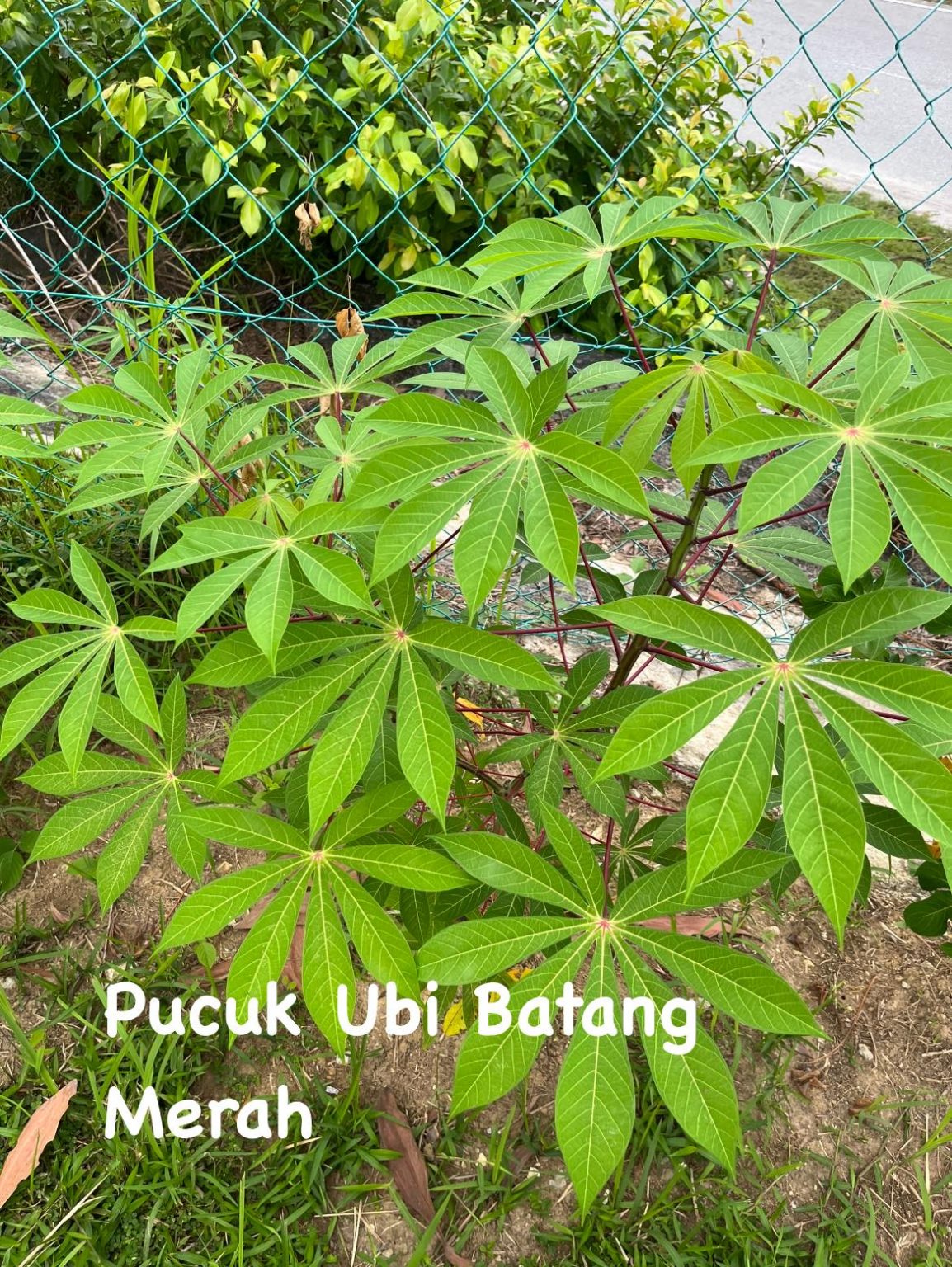 Ada Beza Rupanya, Ini Jenis-Jenis Pucuk Ubi Yang Perlu Anda Tahu