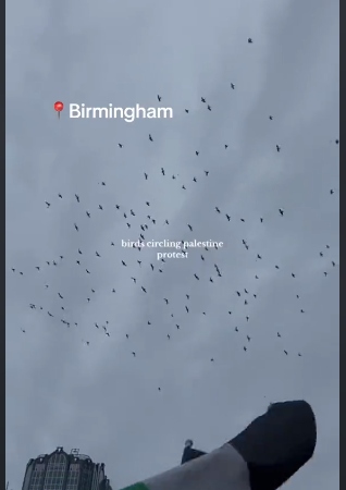 Sekawan Burung Dirakam Berterbangan Di Demonstrasi Palestin Di Beberapa ...