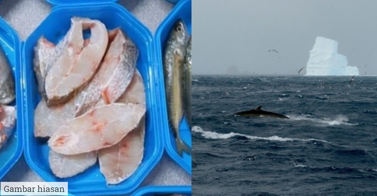 Laut Antartika Sangat Sejuk, Tetapi Kenapa Ikan Disana Tak Beku Macam ...