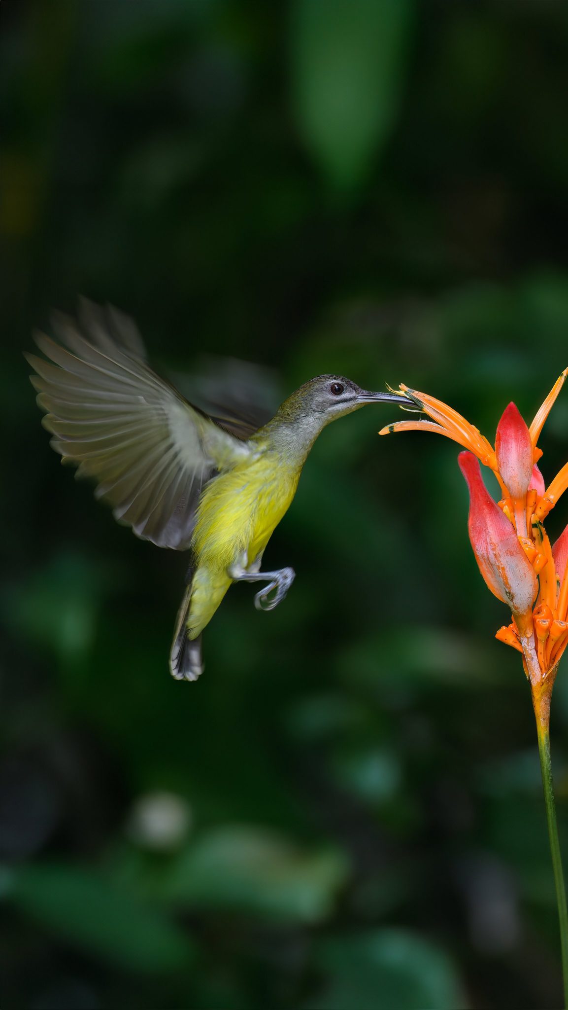 Jurugambar Alam Kongsi Foto Spesies Burung Yang Jarang Dijumpai