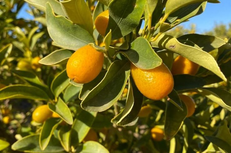 Selalu Ada Masa Tahun Baru Cina, Kenali Limau Kumquat & Simbolnya