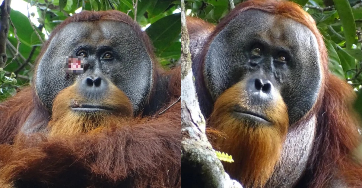 Saintis Terkejut, Orang Utan Dipercayai Rawat Luka Sendiri Guna ...