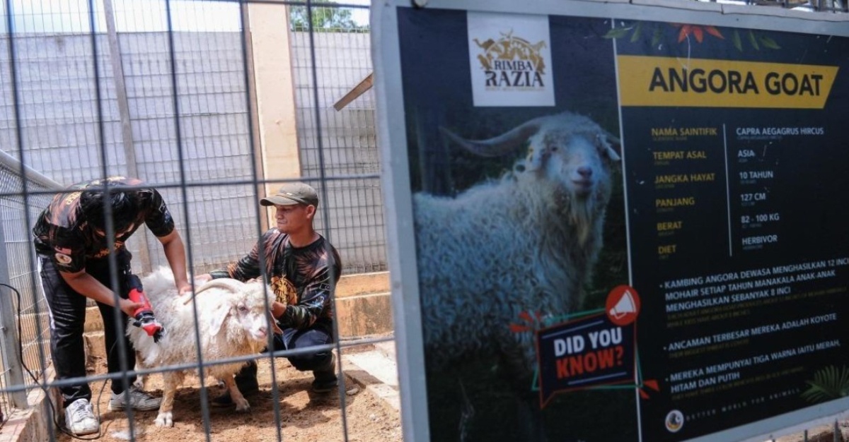 Lima Haiwan Di Zoo Rimba Razia Mati Akibat Cuaca Panas
