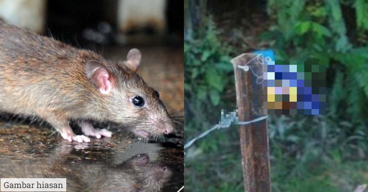 Termakan Racun Tikus, Ini Rawatan Awal Yang Boleh Dilakukan