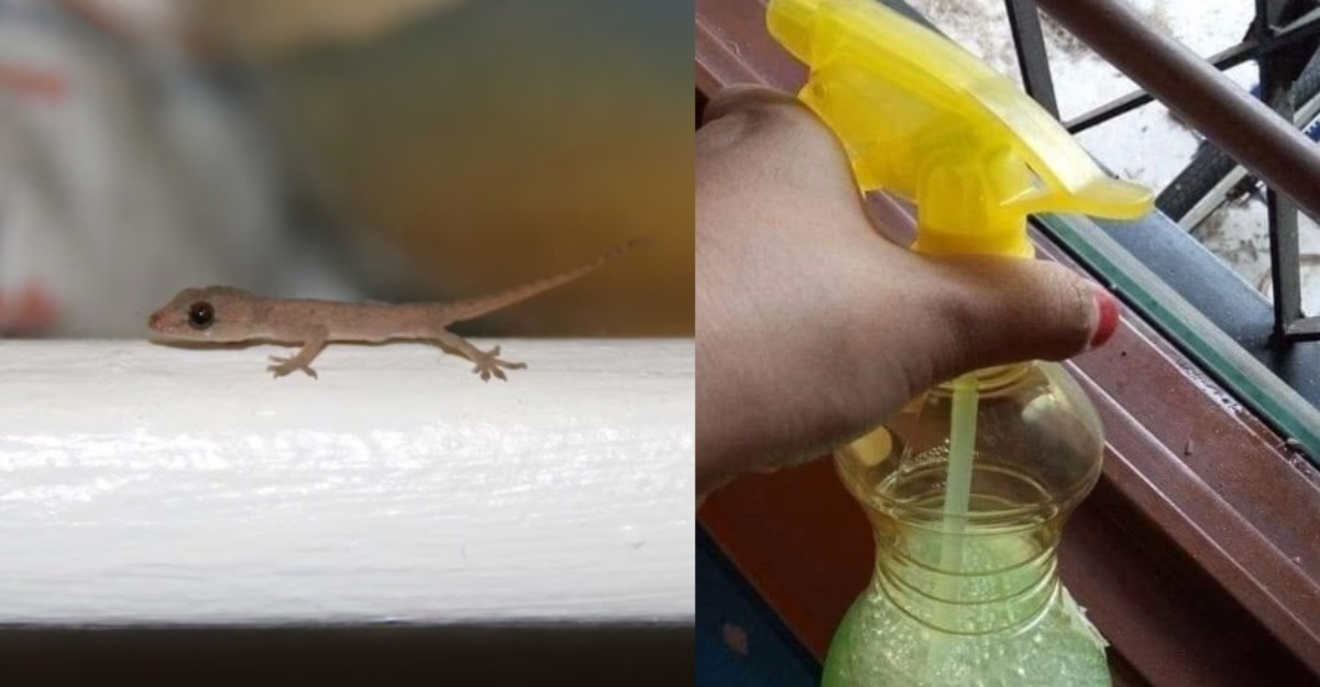 Cicak Berkampung Dalam Rumah, Ini Cara Mudah Untuk Halau