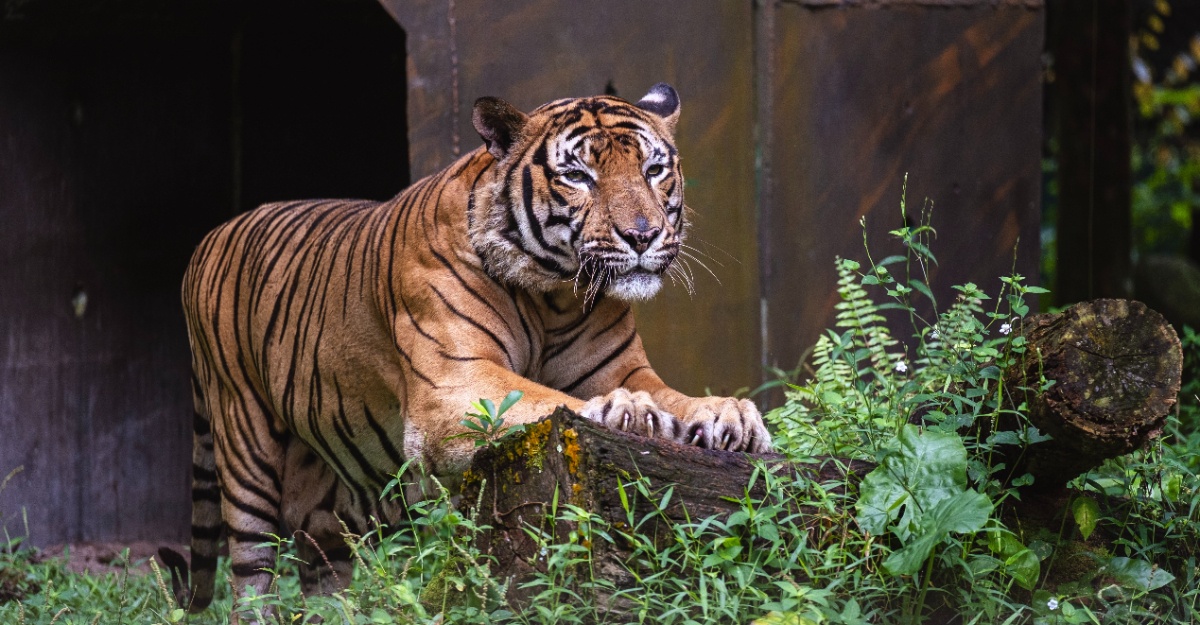 Harimau Malaya Di Ambang Kepupusan, CAP Gesa Tindakan Tegas