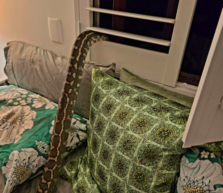 Detik Cemas Ular Sawa Besar 'Tindih' Wanita Ketika Tidur